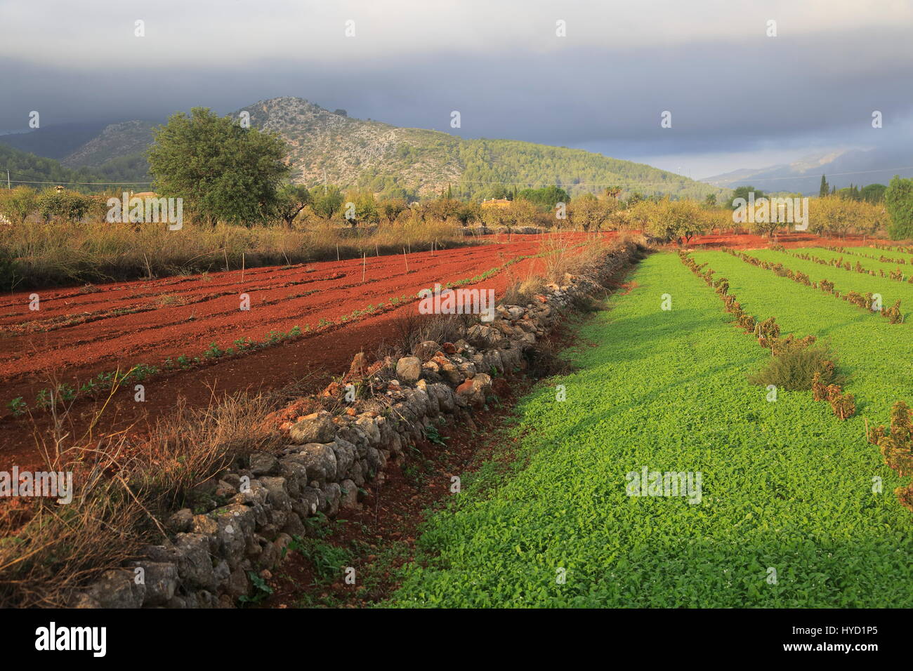 Valley farmland with red terra rosa soil, Lliber, Marina Alta, Alicante ...