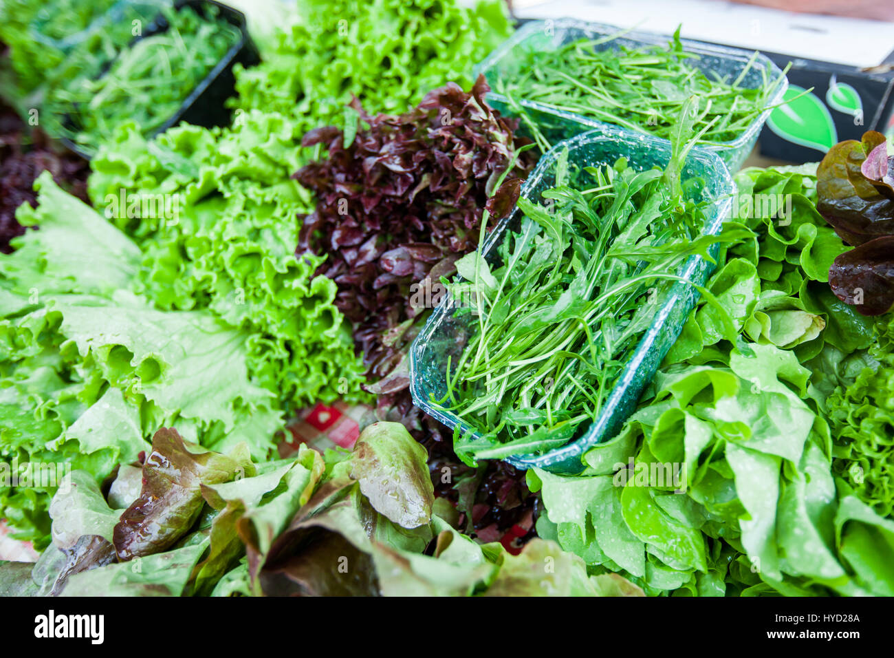 Fresh Spring lettuce green vegetable, salad on market farmers Stock ...