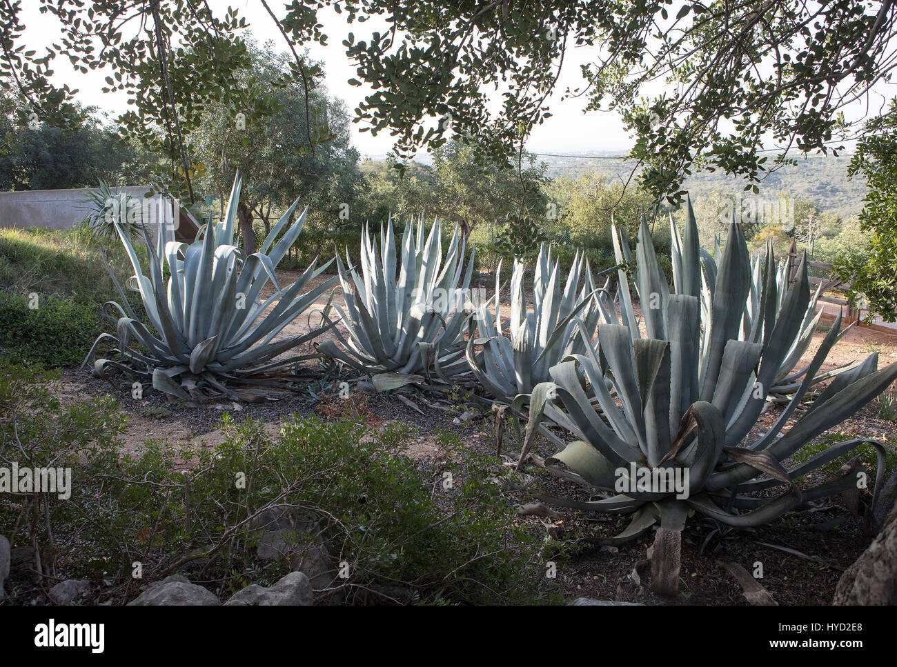 Portuguese piteira plant Stock Photo - Alamy