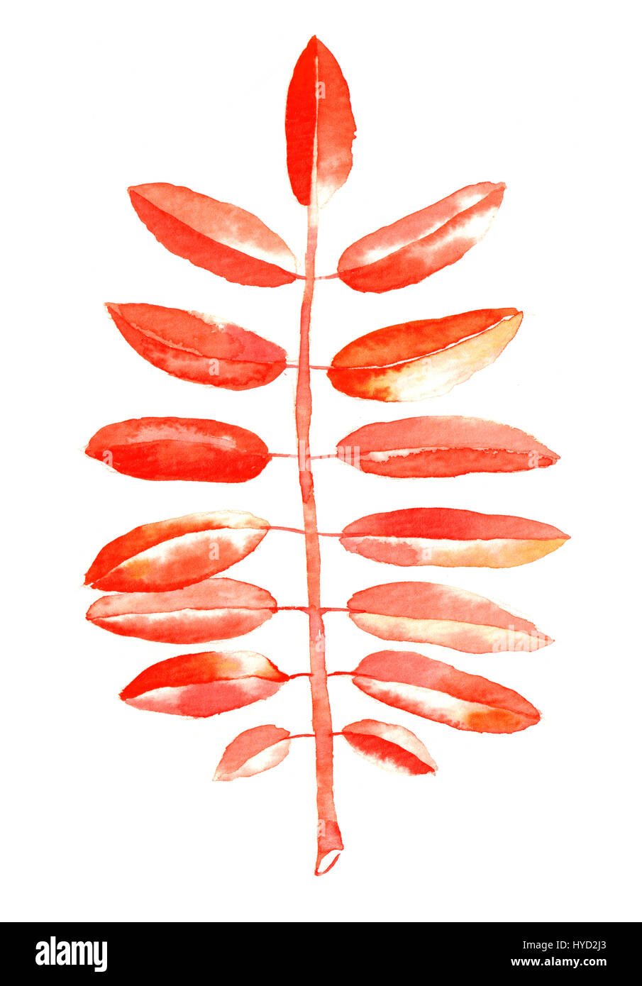 watercolor autumn leaf isolated on white background Stock Photo - Alamy