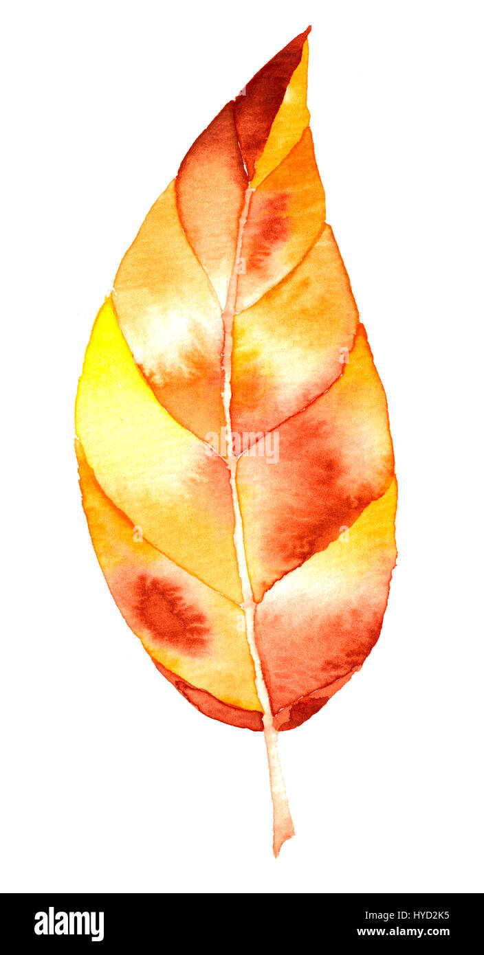 watercolor autumn leaf isolated on white background Stock Photo - Alamy