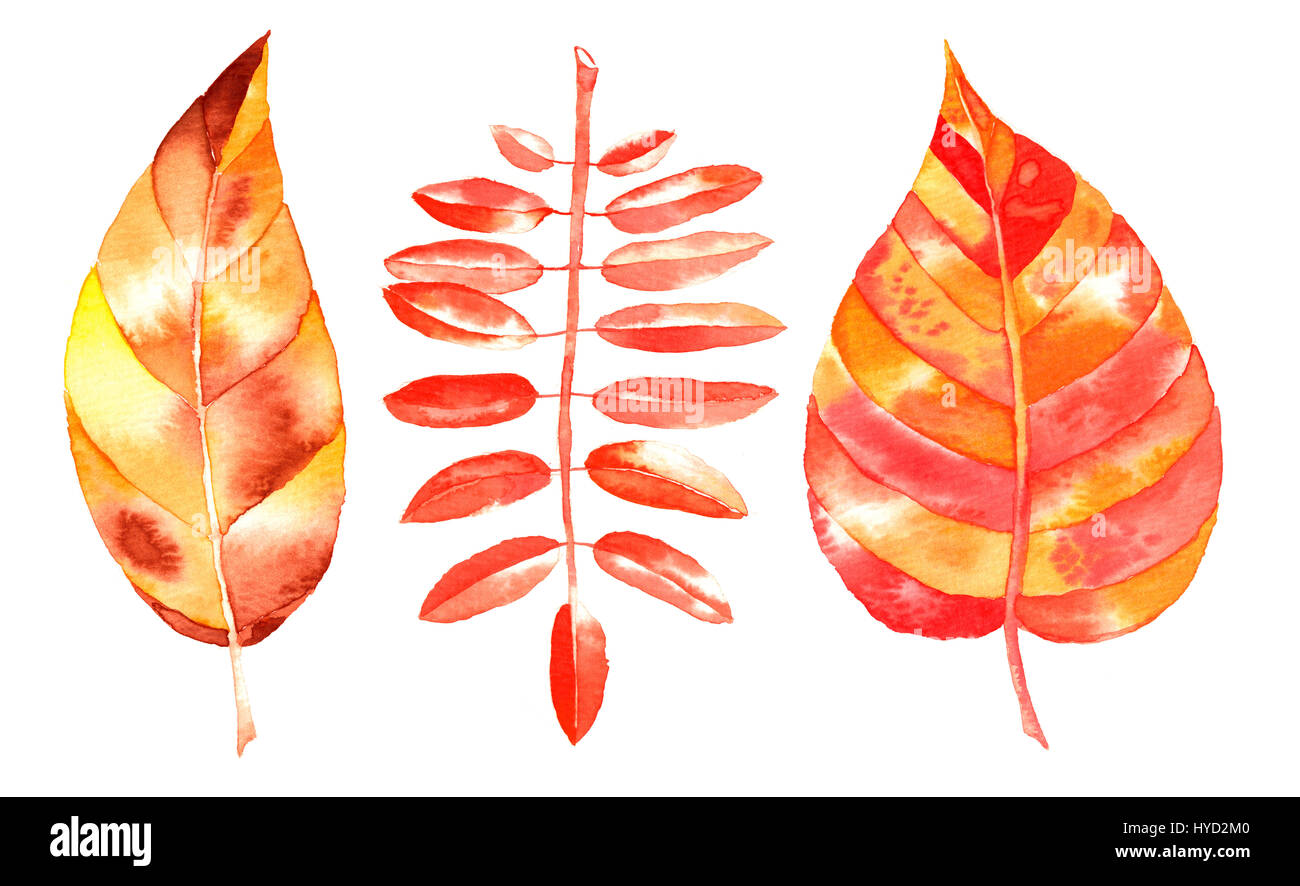 watercolor autumn leaf isolated on white background Stock Photo - Alamy
