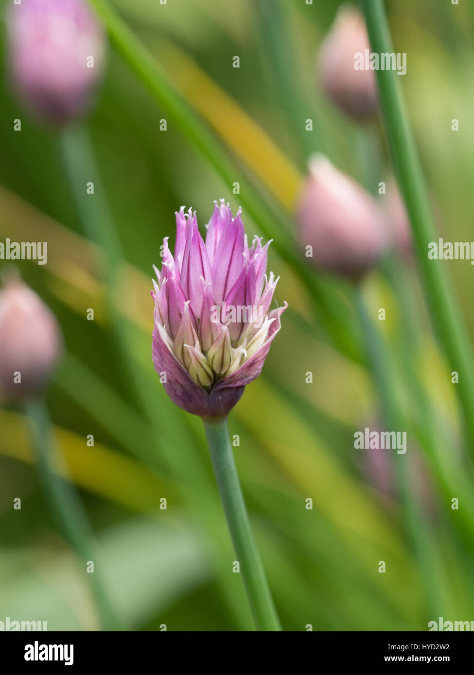 Opening chives flower bud showing violet flower colour Stock Photo - Alamy