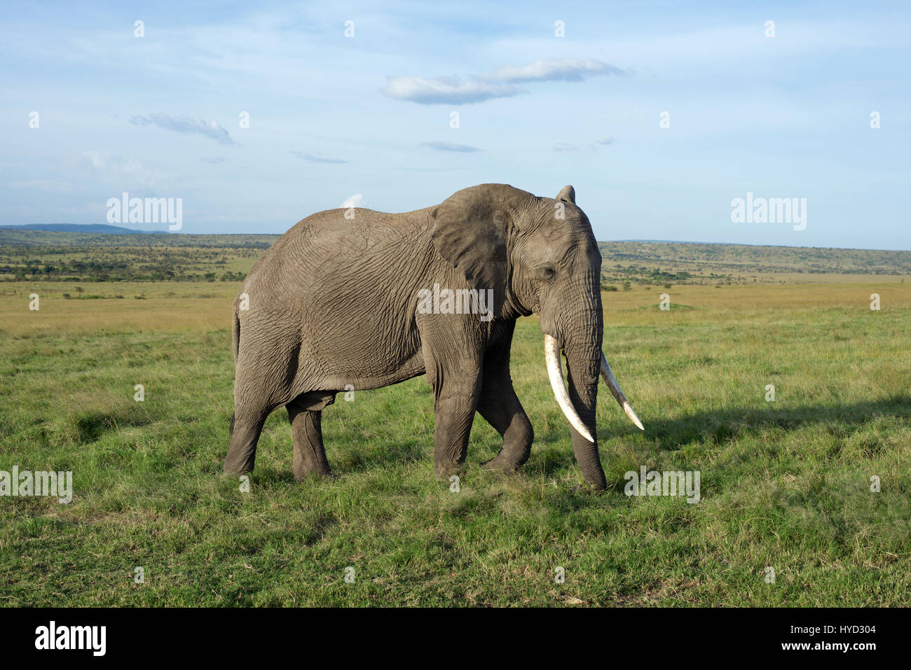 Male on olare orok river hi-res stock photography and images - Alamy