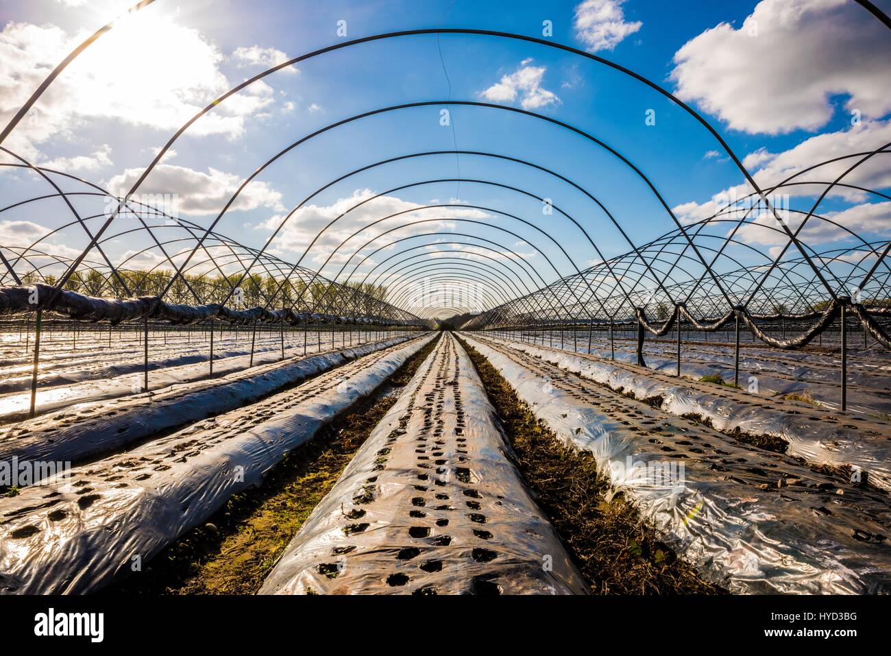 Summer farming with irrigation hi-res stock photography and images - Alamy