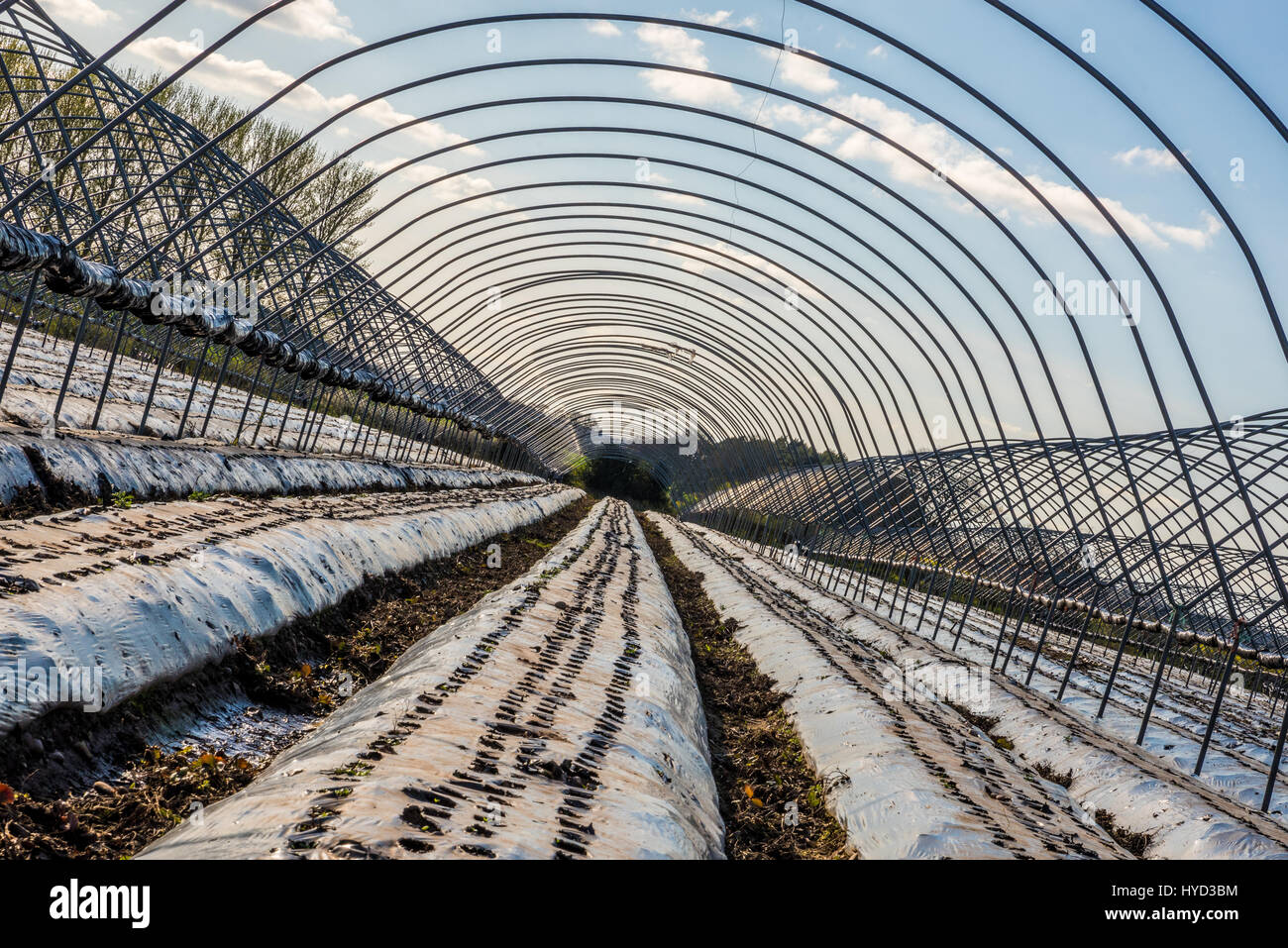 Drip irrigation farm hi-res stock photography and images - Alamy