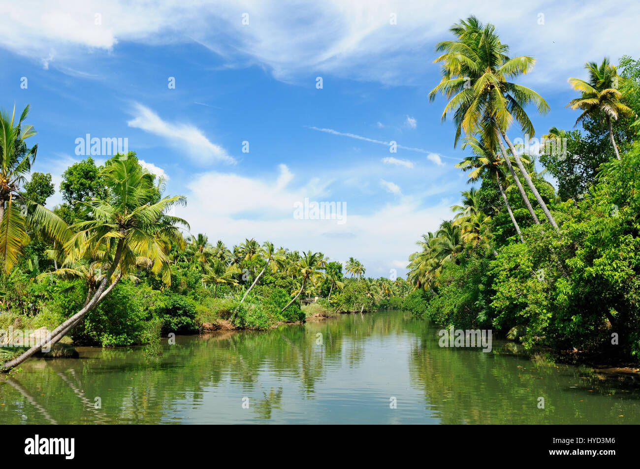 Coco trees reflection at back waters of Kerala, India Stock Photo - Alamy