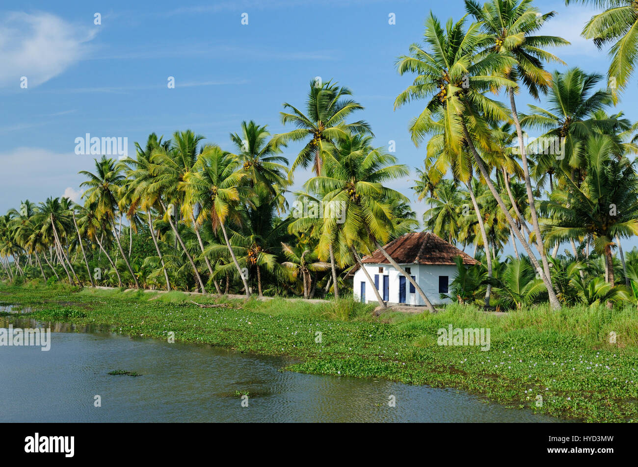 Coco trees reflection and house at back waters of Kerala, India Stock ...
