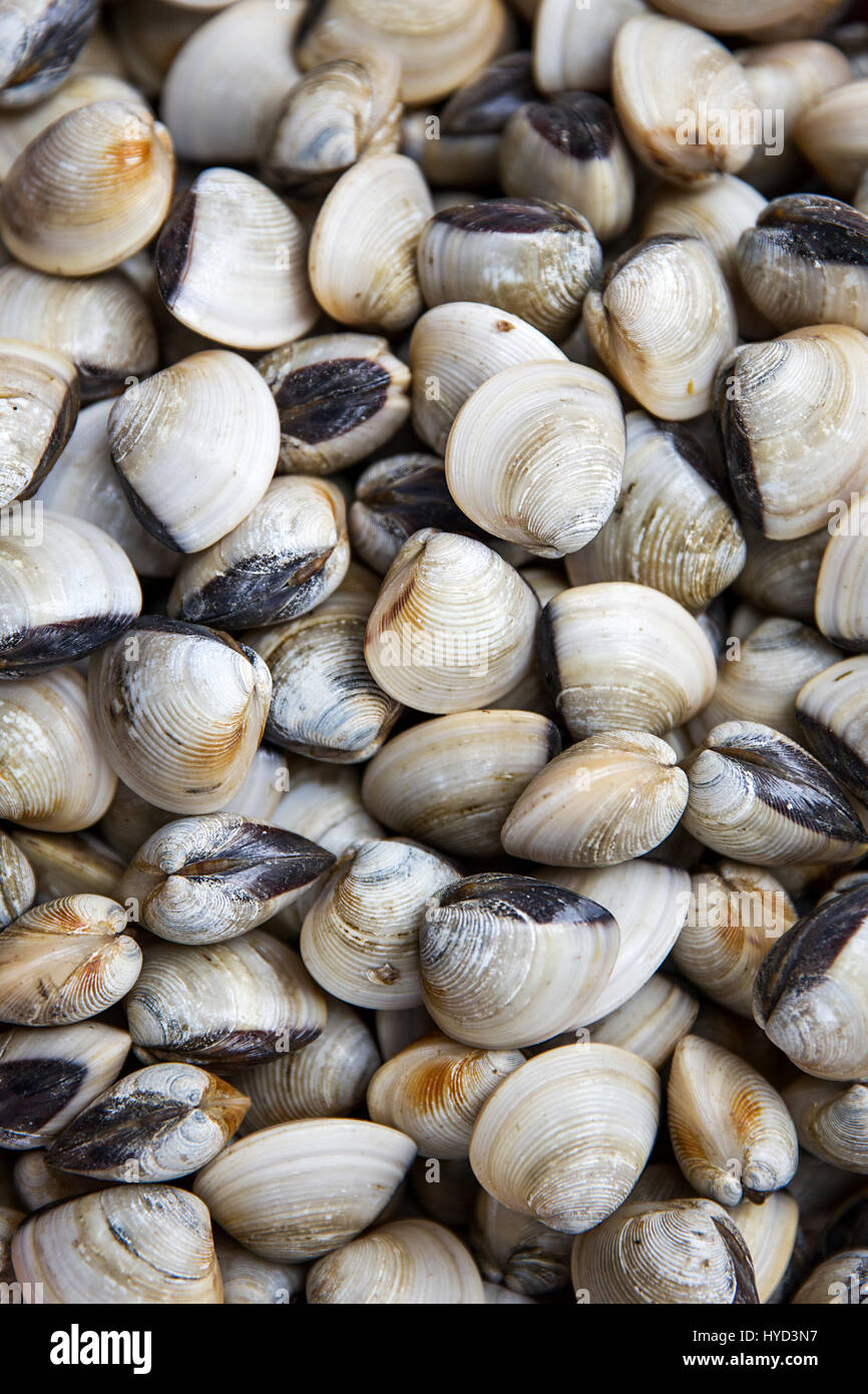 Huge piles of fresh big size clam shell from the ocean in the seafood ...