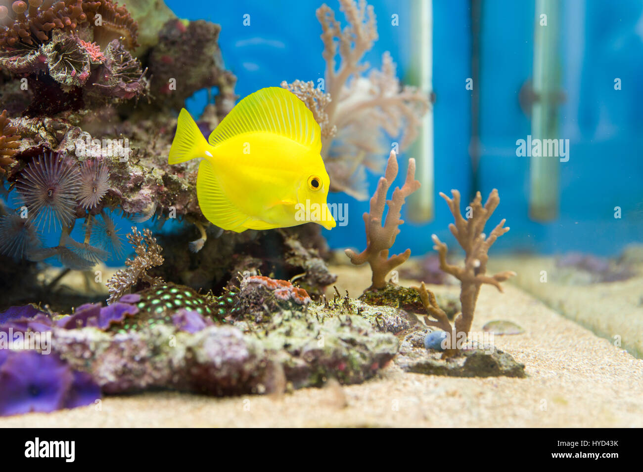 View at beautiful zebrasoma salt water aquarium fish Stock Photo - Alamy