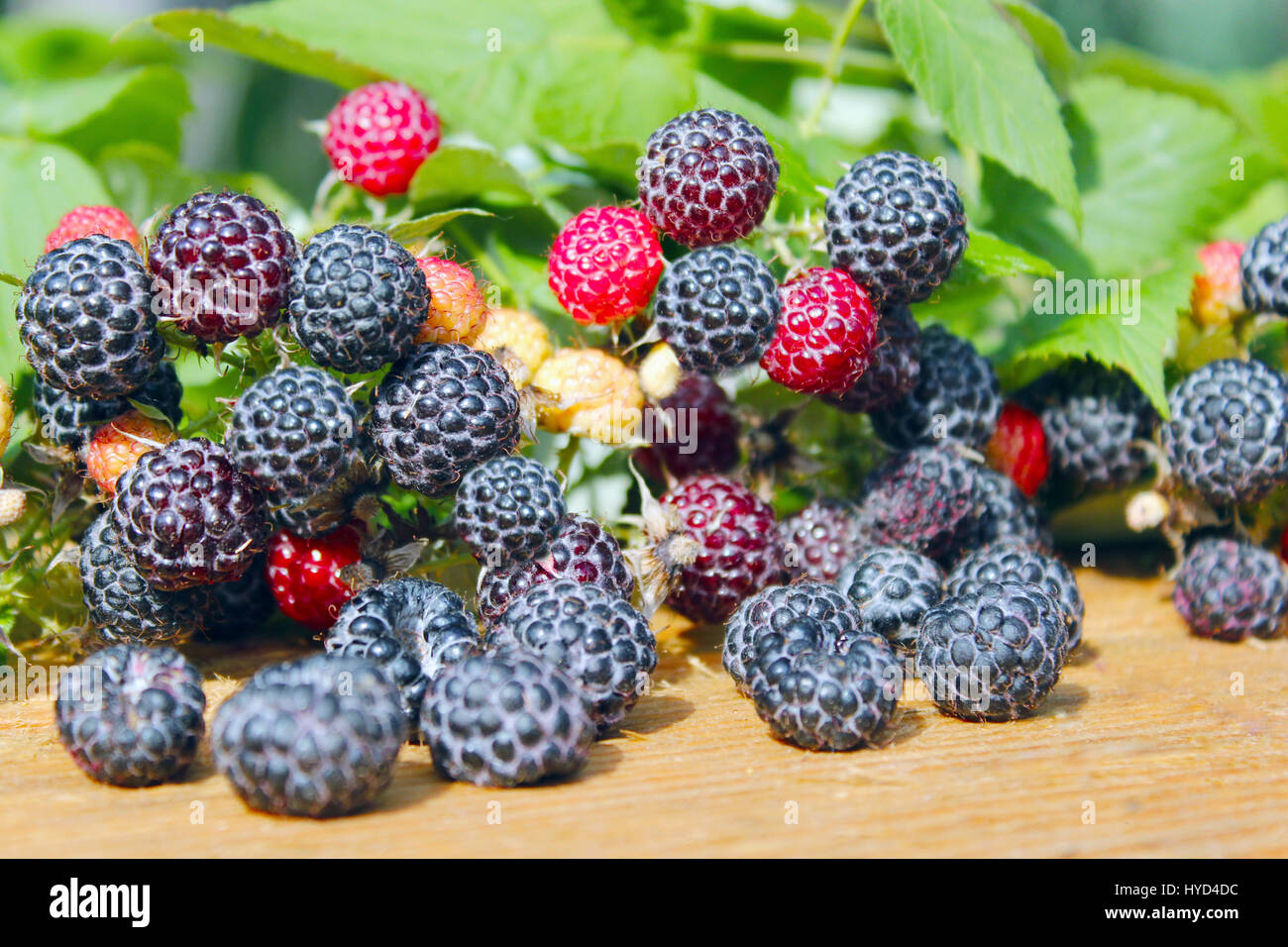 crop of black raspberry with a lot of ripe berries Stock Photo - Alamy