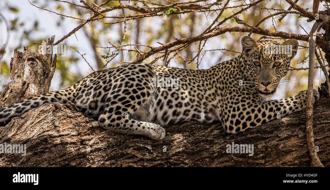 Leopard up a tree Stock Photo - Alamy