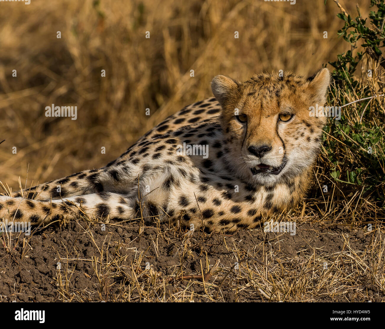 Cheetah in Kenya Stock Photo - Alamy