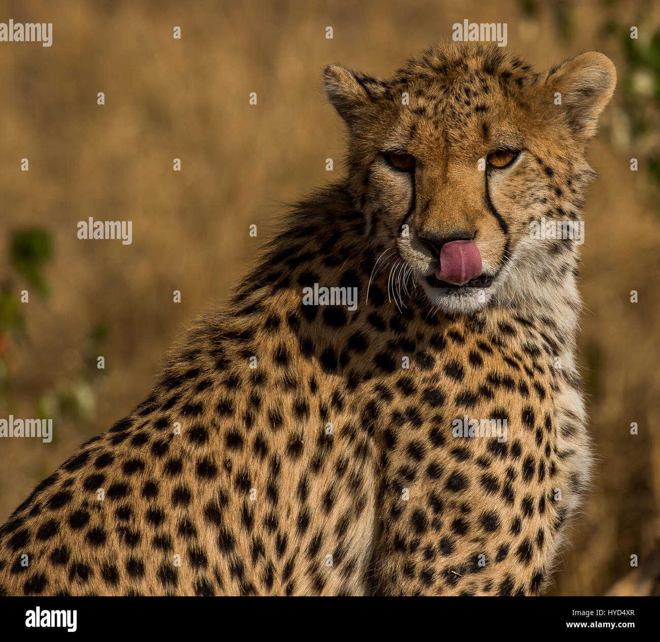 Cheetah in Kenya Stock Photo - Alamy