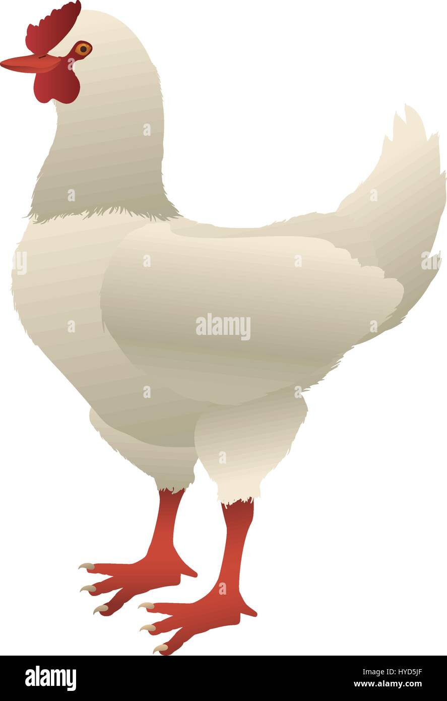 Chicken farm animal Stock Vector Image & Art - Alamy