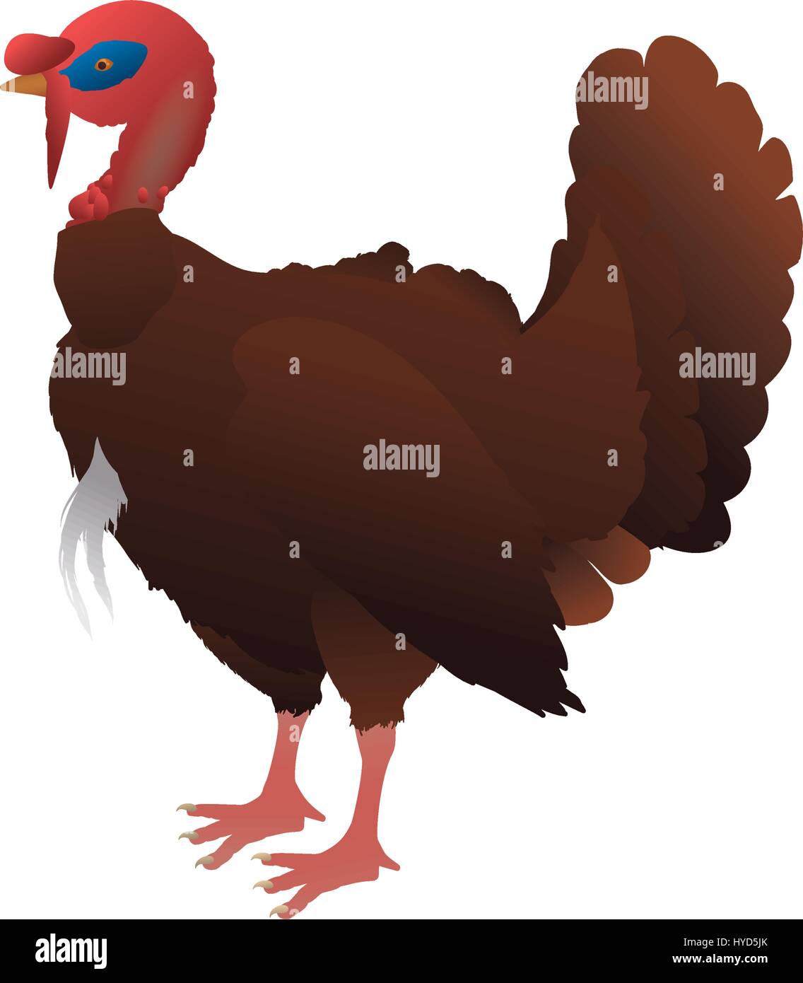 Wild turkey hen Stock Vector Images - Alamy