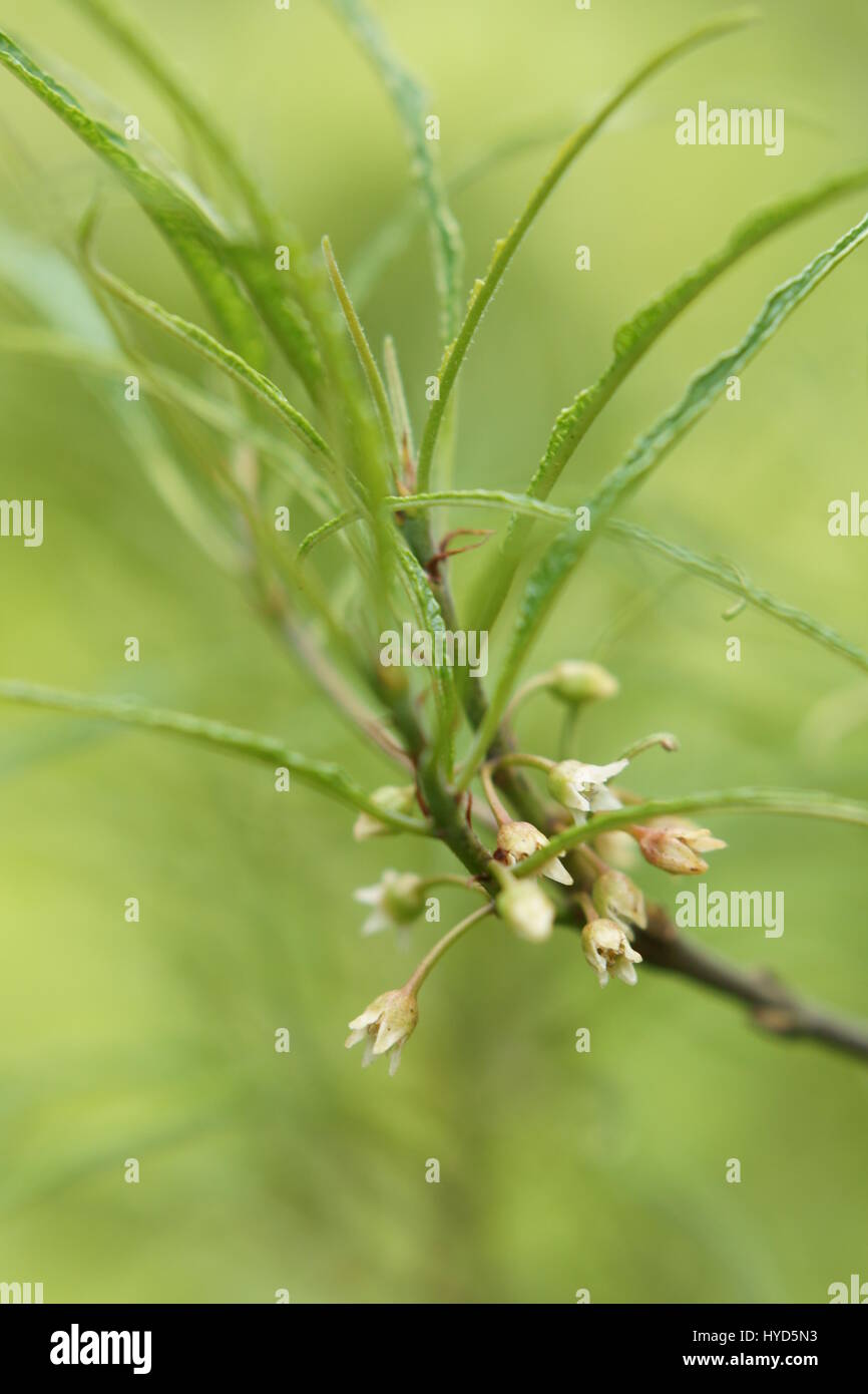 Rhamnus hi-res stock photography and images - Alamy