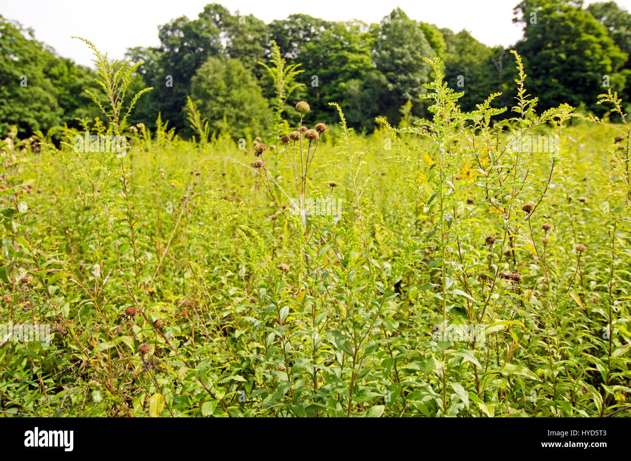 USA, New York, Hudson Valley, High Falls, Grass and trees Stock Photo ...
