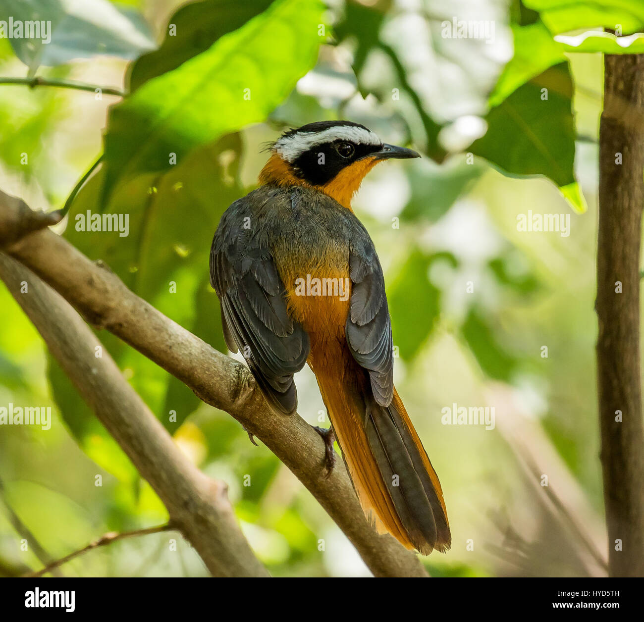 Cape Robin Chat Stock Photo - Alamy