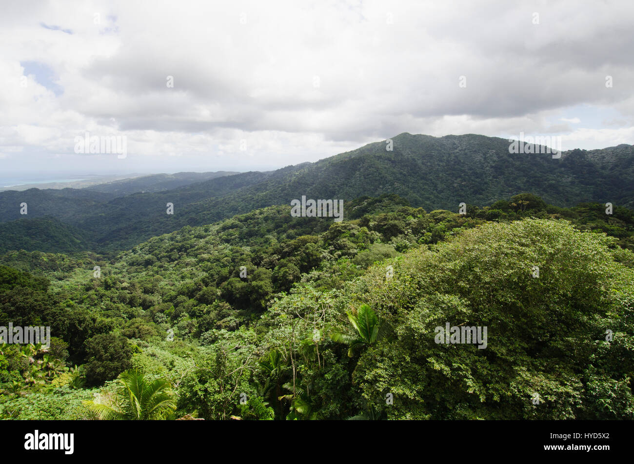 Puerto Rico, El Yunque National Forest, Green landscape Stock Photo - Alamy