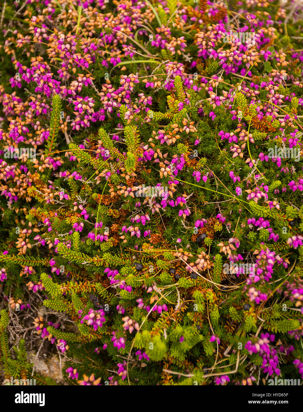 CRUIT ISLAND, DONEGAL, IRELAND - Flowers and plants Stock Photo - Alamy