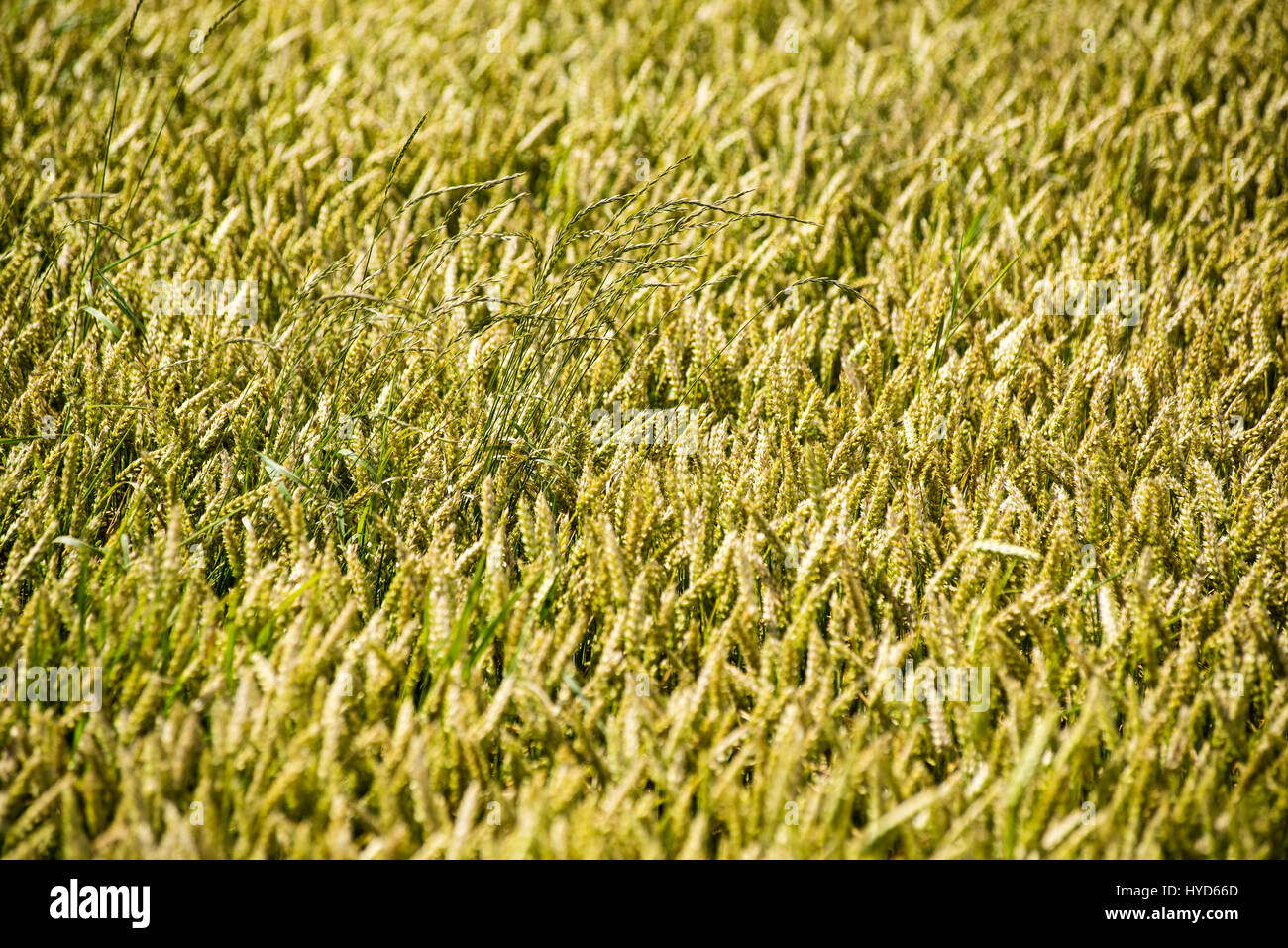 Yellow wheat field close up macro photograph with abstract texture ...