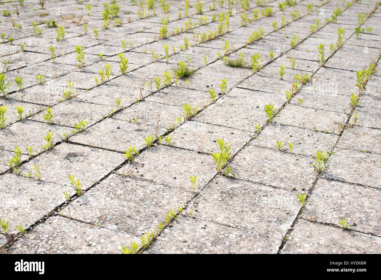 empty tiled outdoor pavement with green grass growing through seams ...