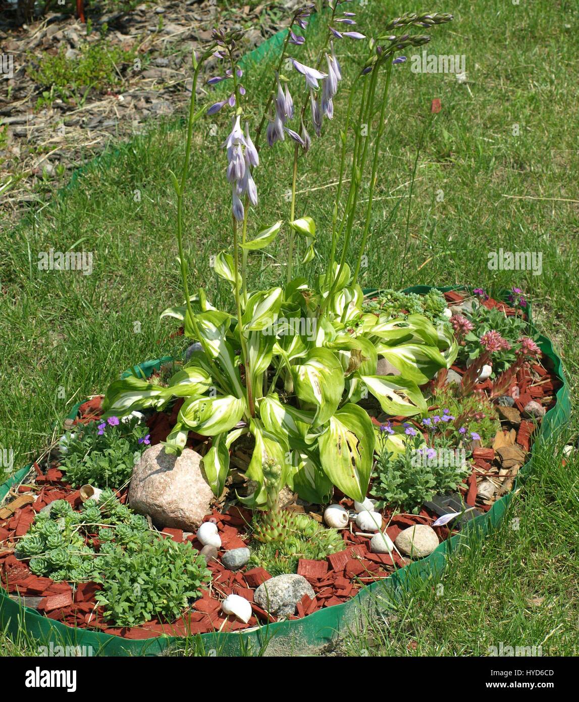 Rock hosta hi-res stock photography and images - Alamy