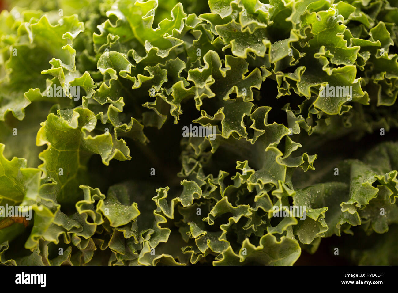 Close-up of kale leaves Stock Photo - Alamy