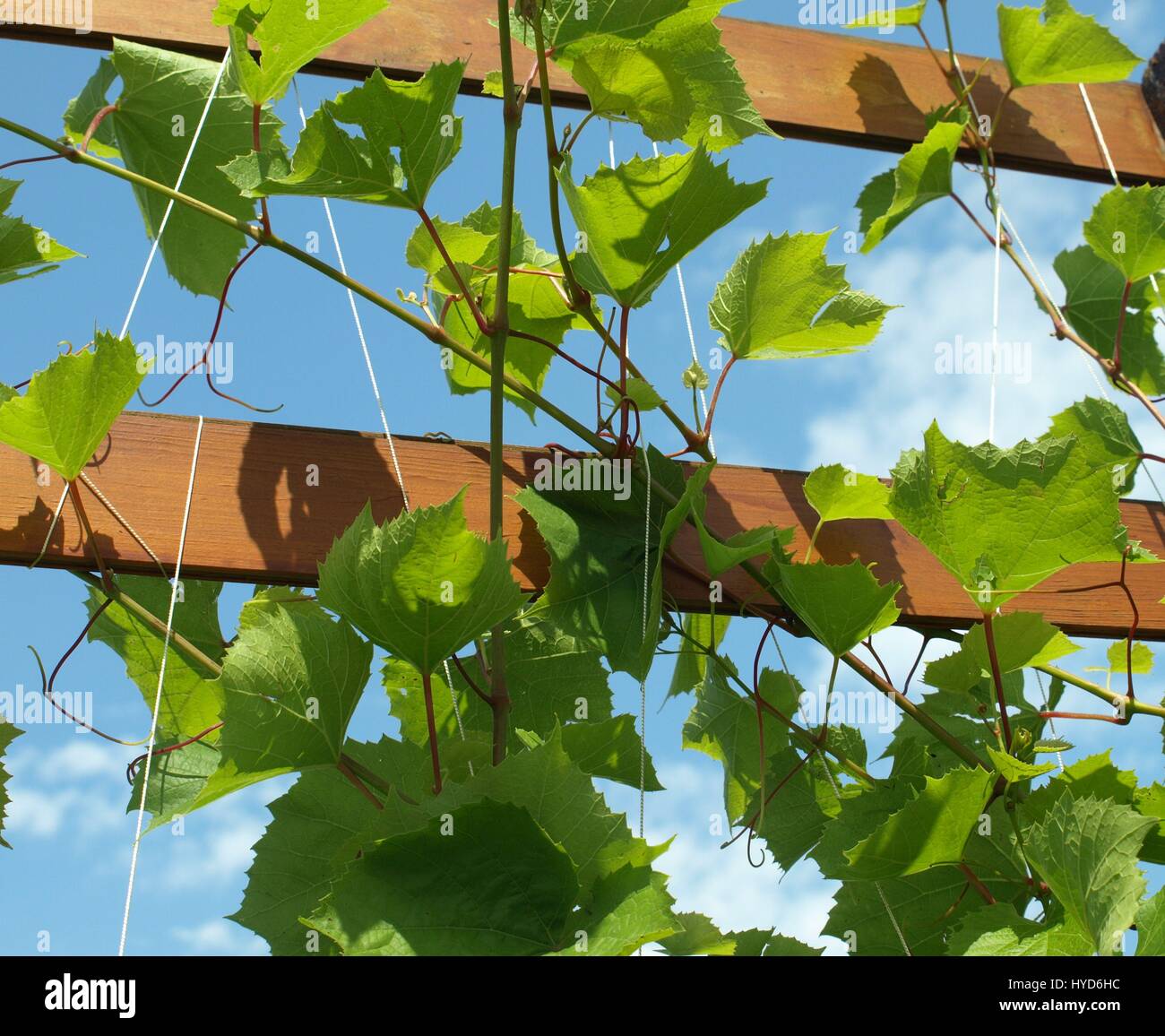 Plants of grape hi-res stock photography and images - Alamy