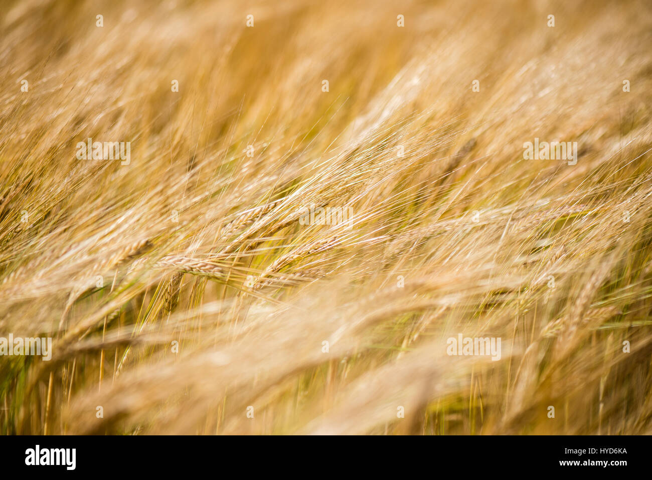 Yellow wheat field close up macro photograph with abstract texture ...