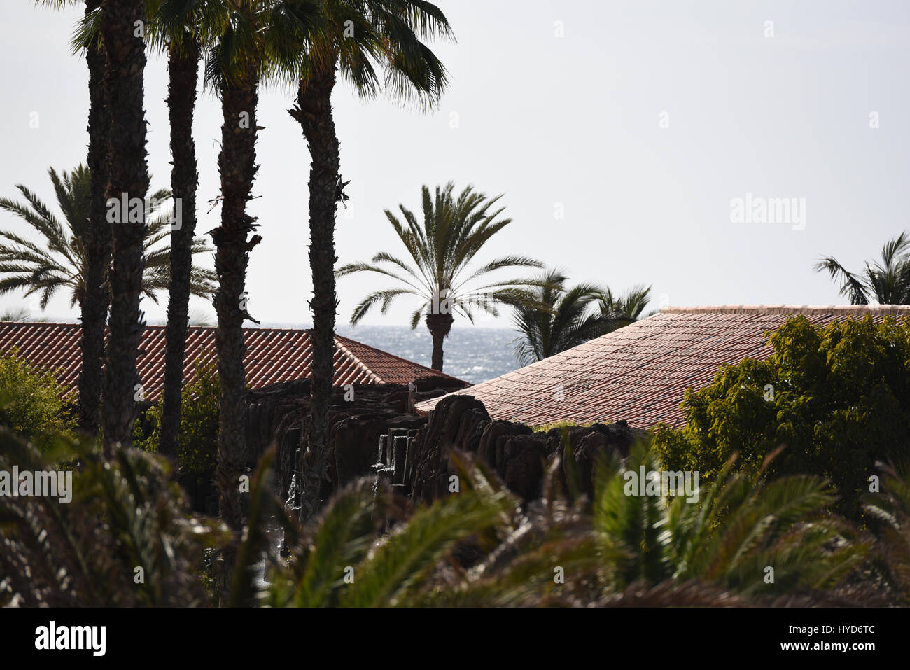Top of palm tree sticking out of house roofs Stock Photo - Alamy