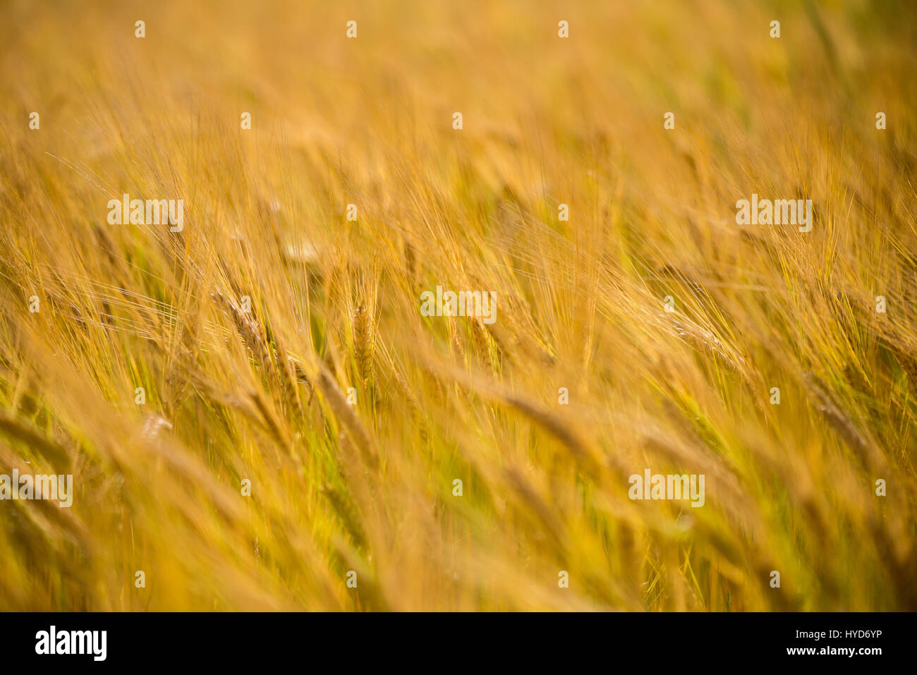 Yellow wheat field close up macro photograph with abstract texture ...