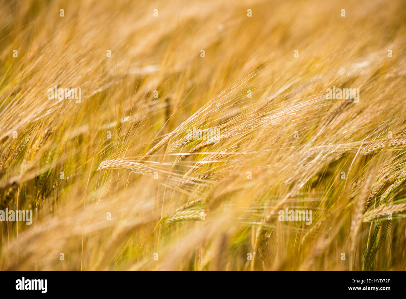Yellow wheat field close up macro photograph with abstract texture ...
