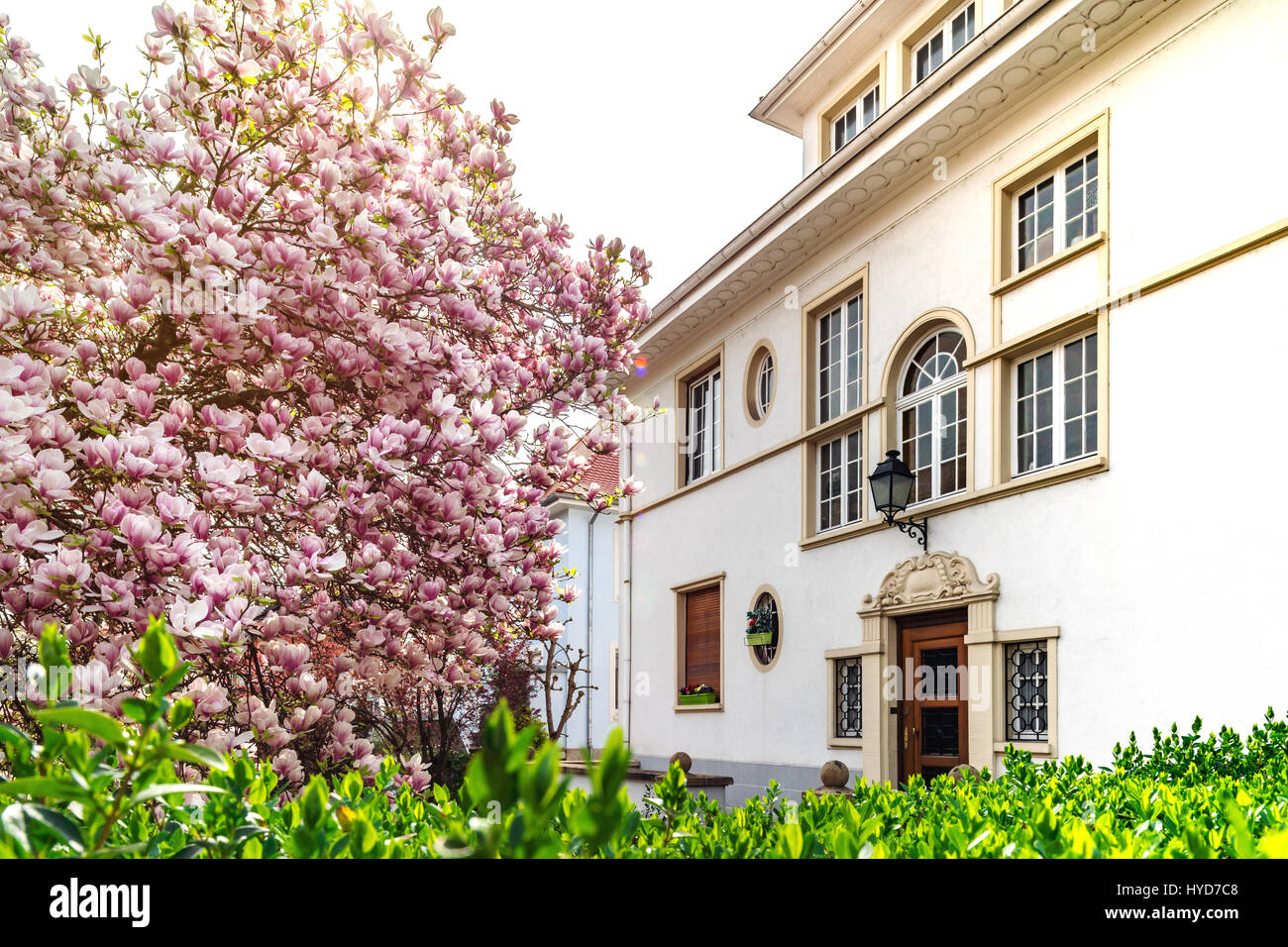 Classic french house in residential district of Strasbourg, blossom ...
