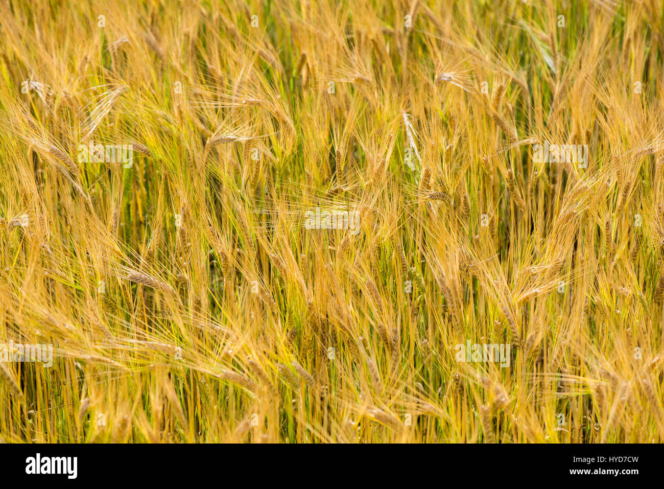 Yellow wheat field close up macro photograph with abstract texture ...