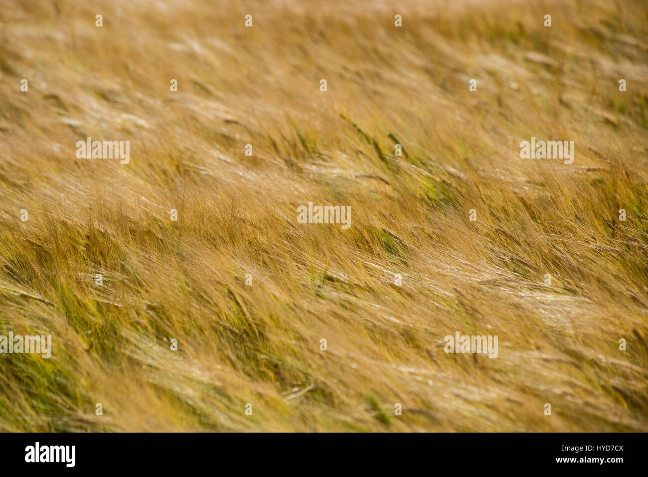 Yellow wheat field close up macro photograph with abstract texture ...