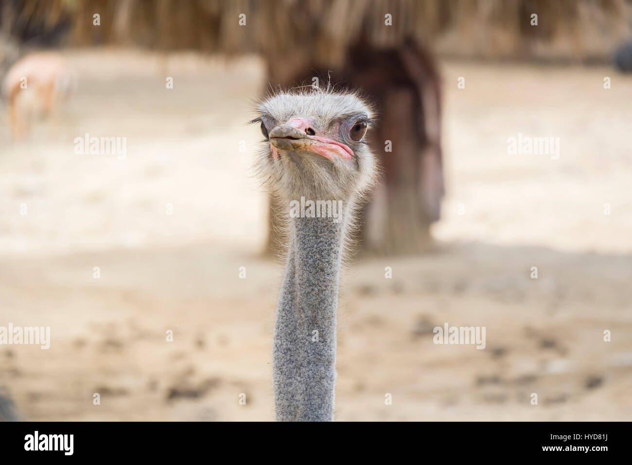Struthio camelus head, Ostrich head Stock Photo - Alamy