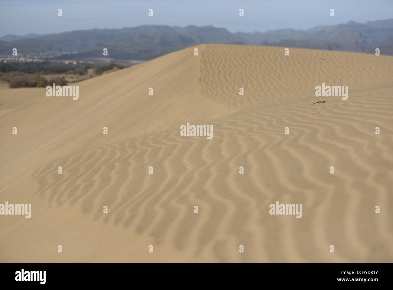 yellow pure sand dunes next to ocean Stock Photo - Alamy