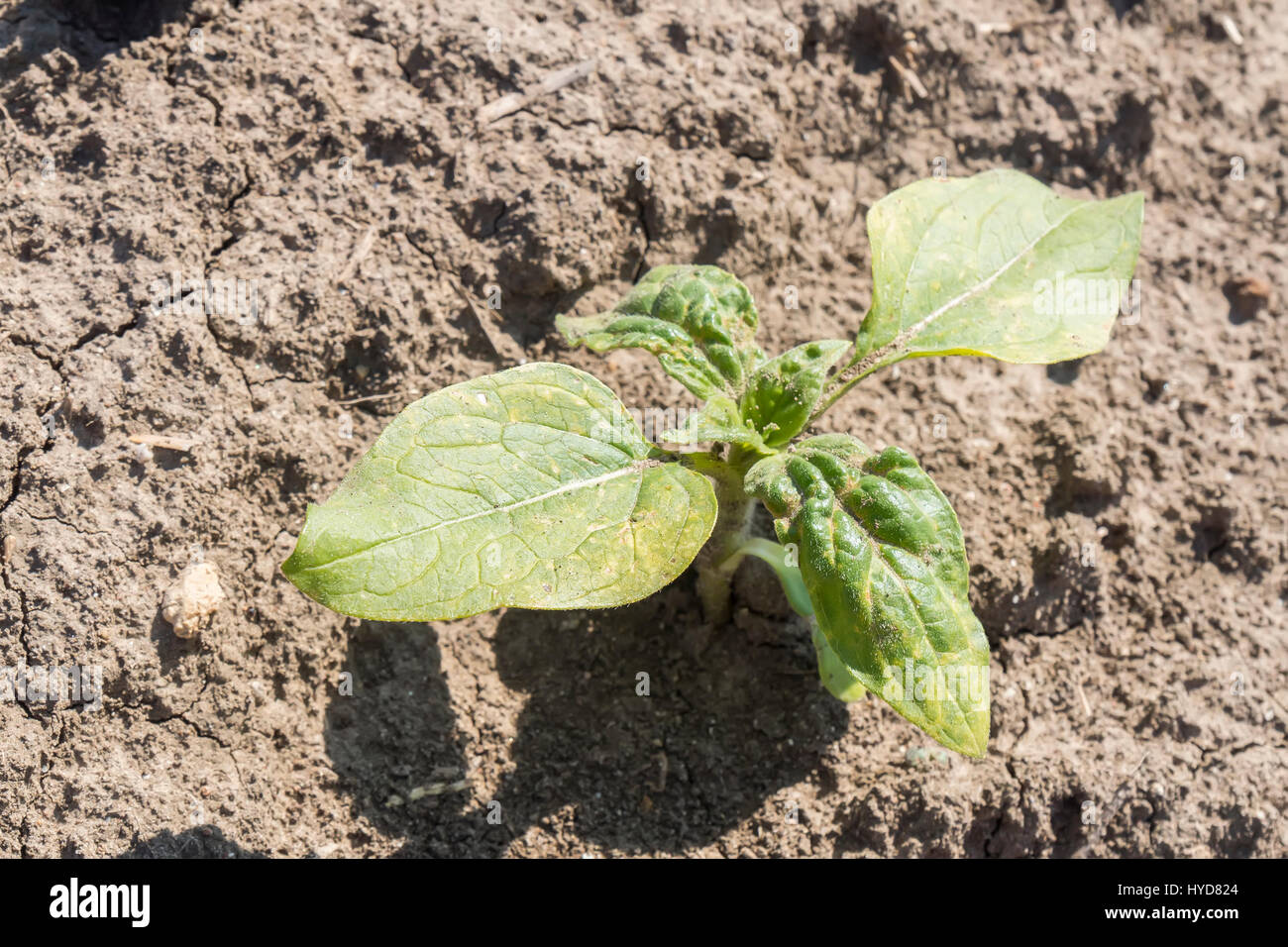 Plant sprout sunflower growing Stock Photo - Alamy