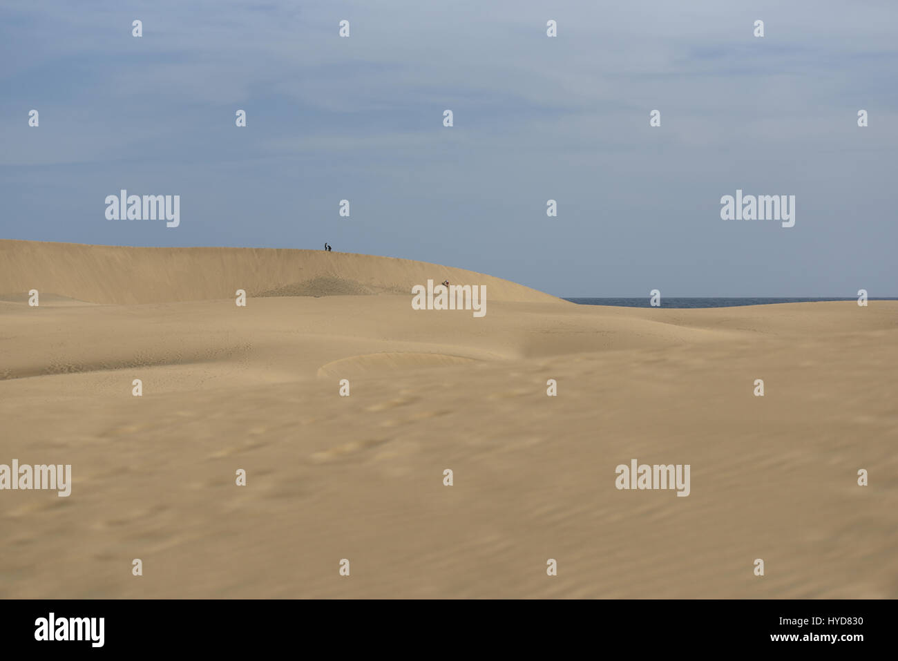 yellow pure sand dunes next to ocean Stock Photo - Alamy