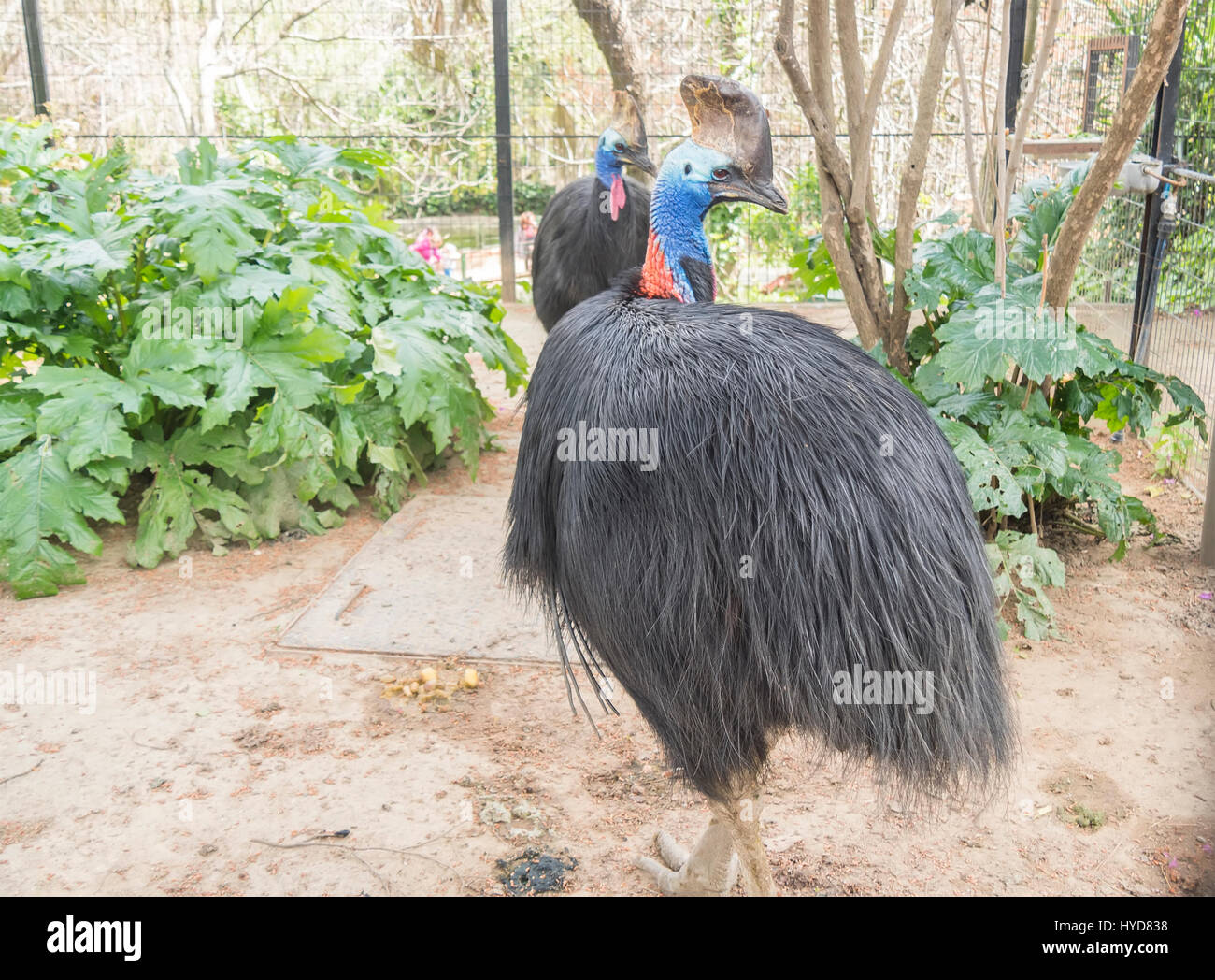 Casuarius casuarius, Southern cassowary Stock Photo - Alamy