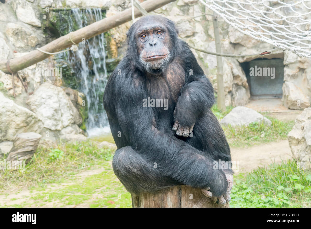 Chimpanzee, Pan troglodytes, Pan paniscus Stock Photo - Alamy