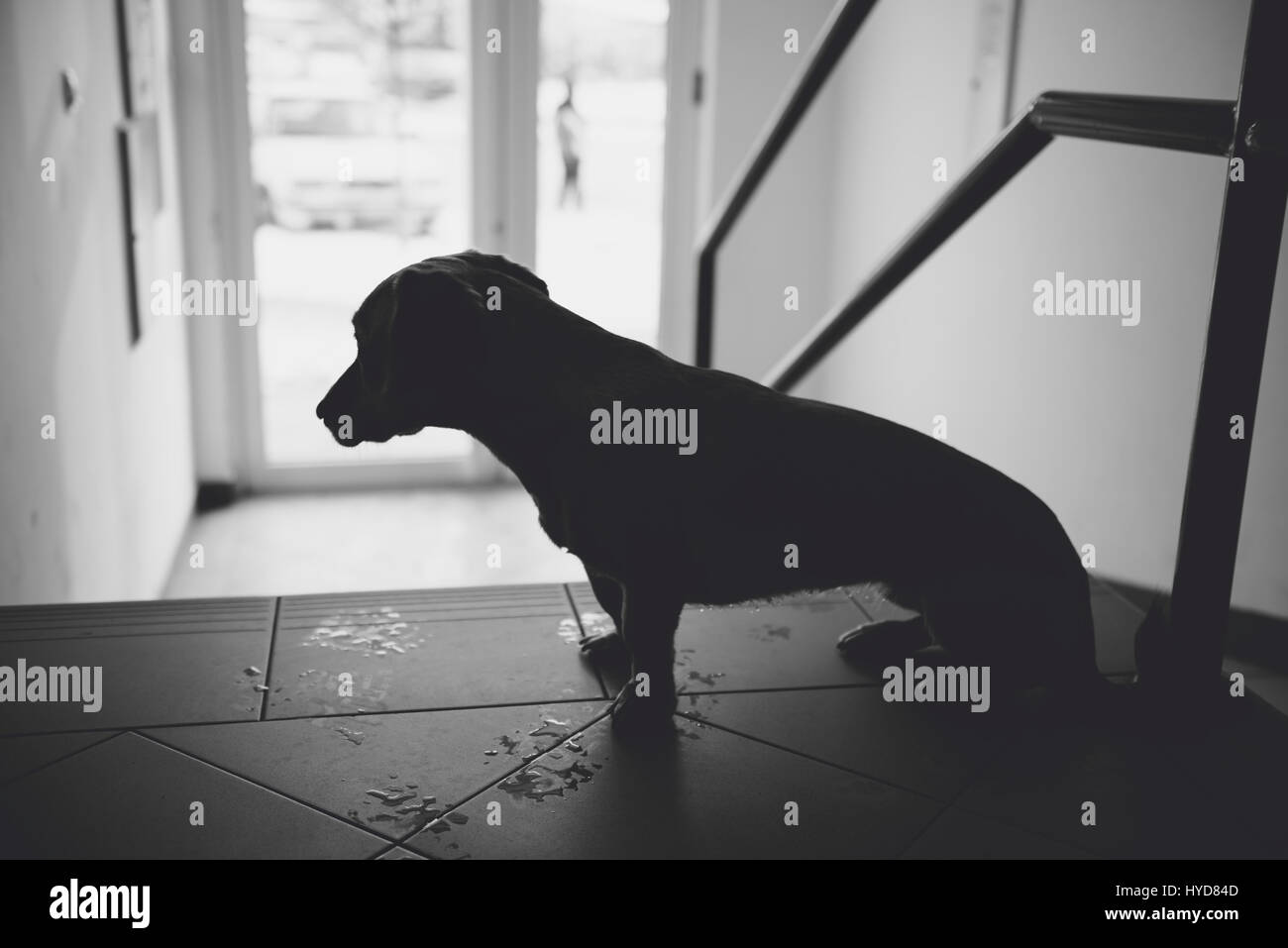 Homeless dog hi-res stock photography and images - Alamy