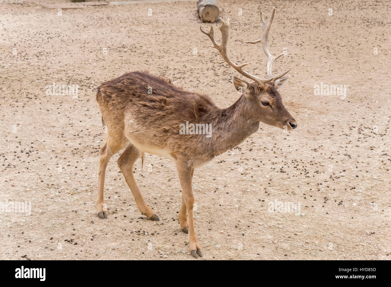 Dama dama, Fallow deer Stock Photo - Alamy