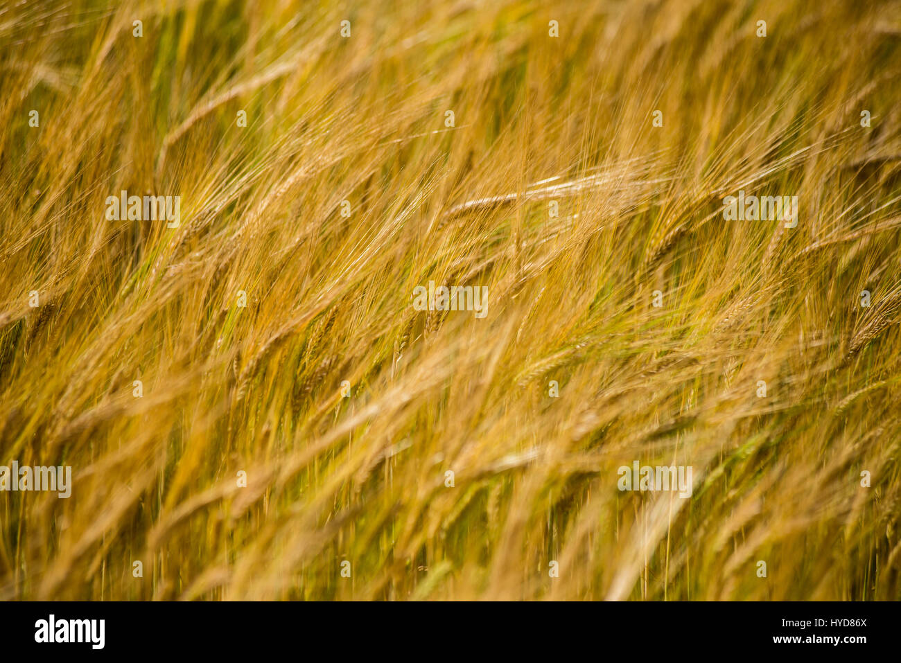 Yellow wheat field close up macro photograph with abstract texture ...