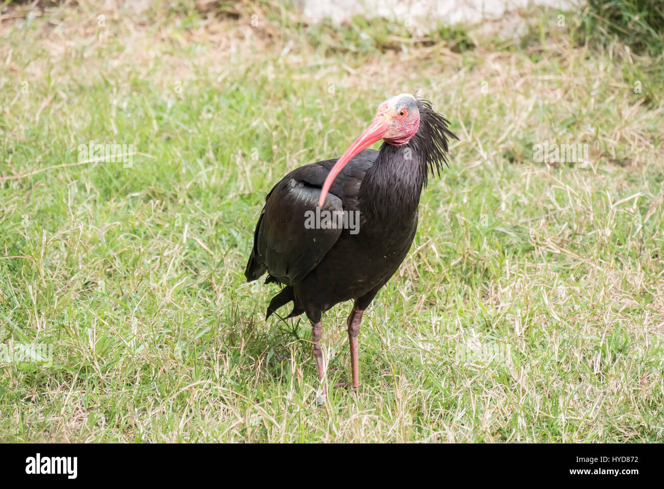 Northern bald ibis spain hi-res stock photography and images - Alamy
