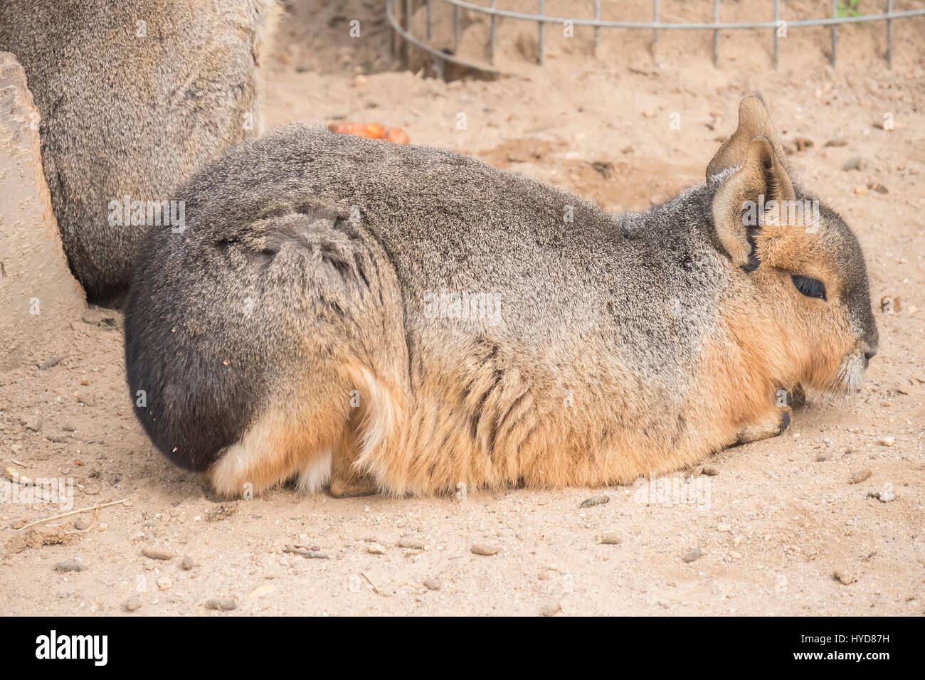 Dolichotis patagonum, Patagonian mara Stock Photo - Alamy