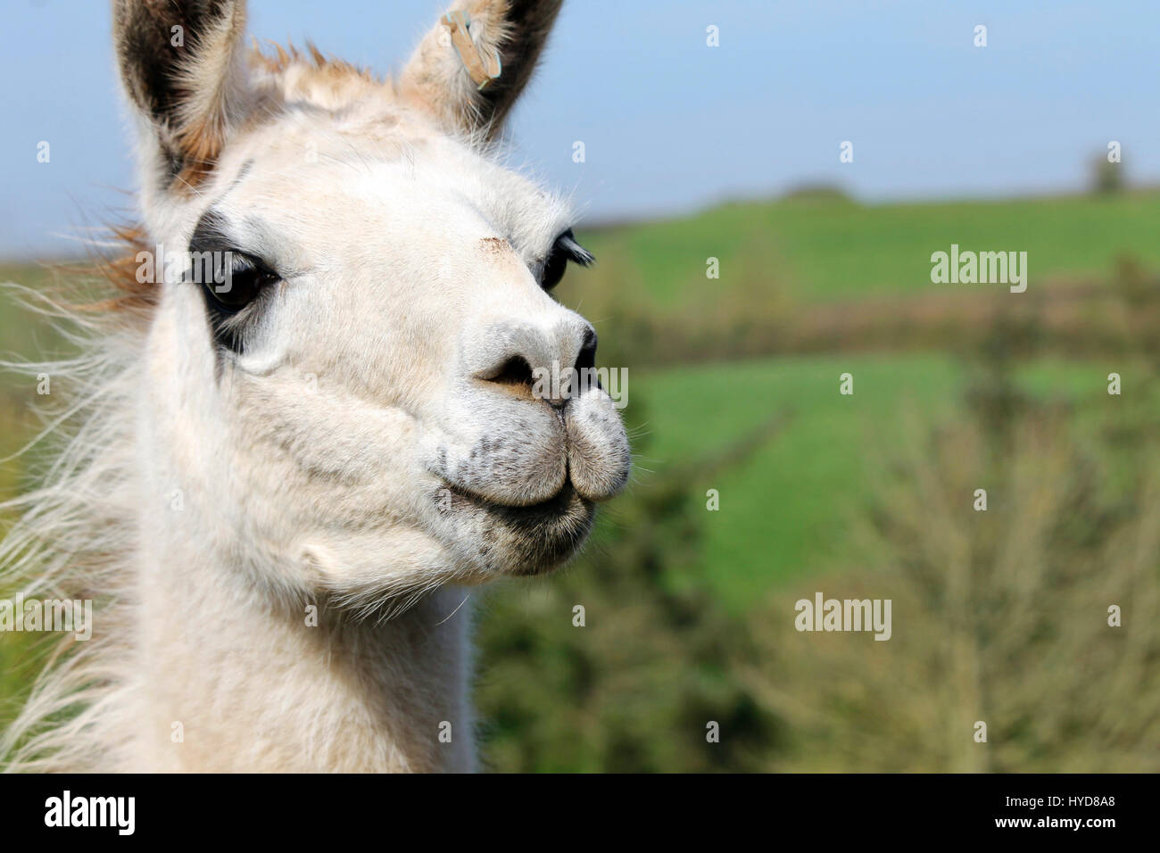 Wild lamas hi-res stock photography and images - Alamy