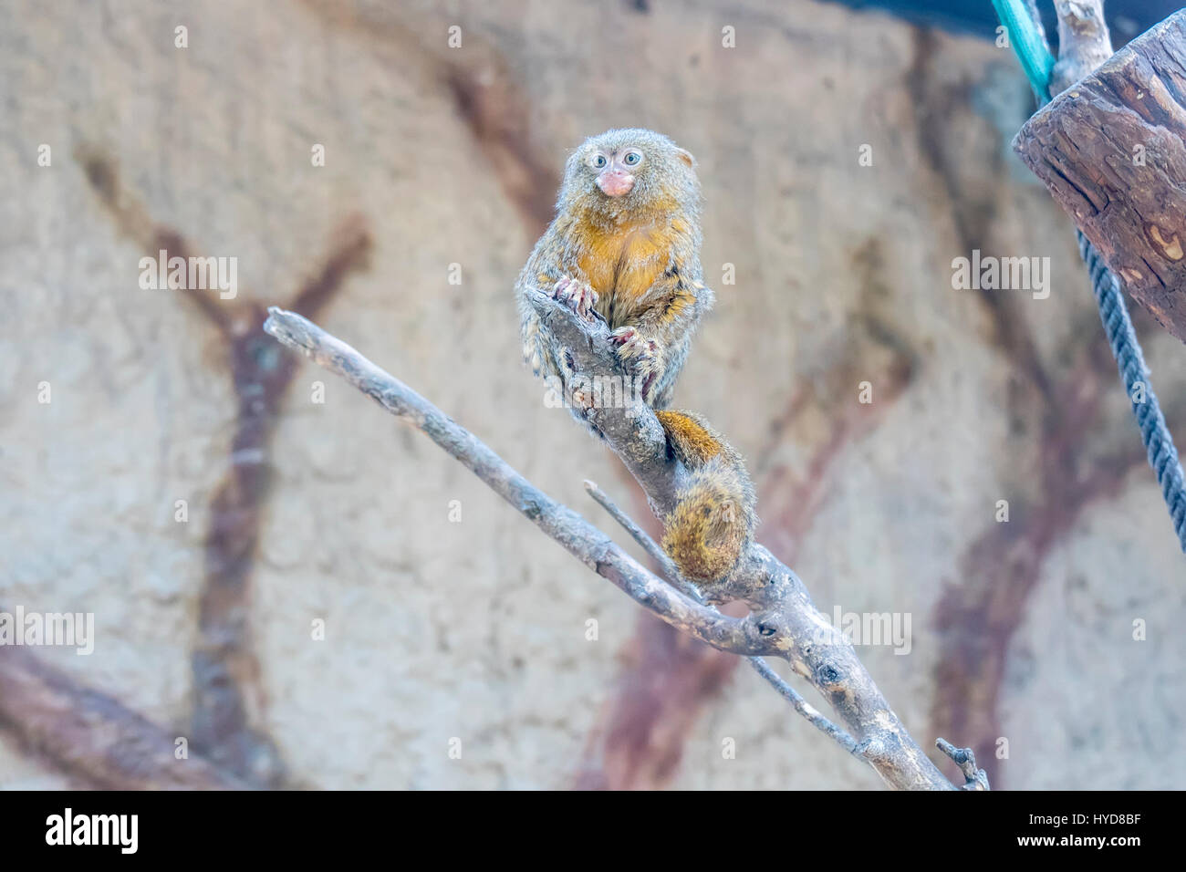 Callithrix pygmaea, Pygmy marmoset Stock Photo - Alamy